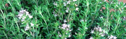 Microstoria in cucina: il timo – tuttatoscana